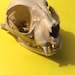 Cat Skull Replica - Etsy