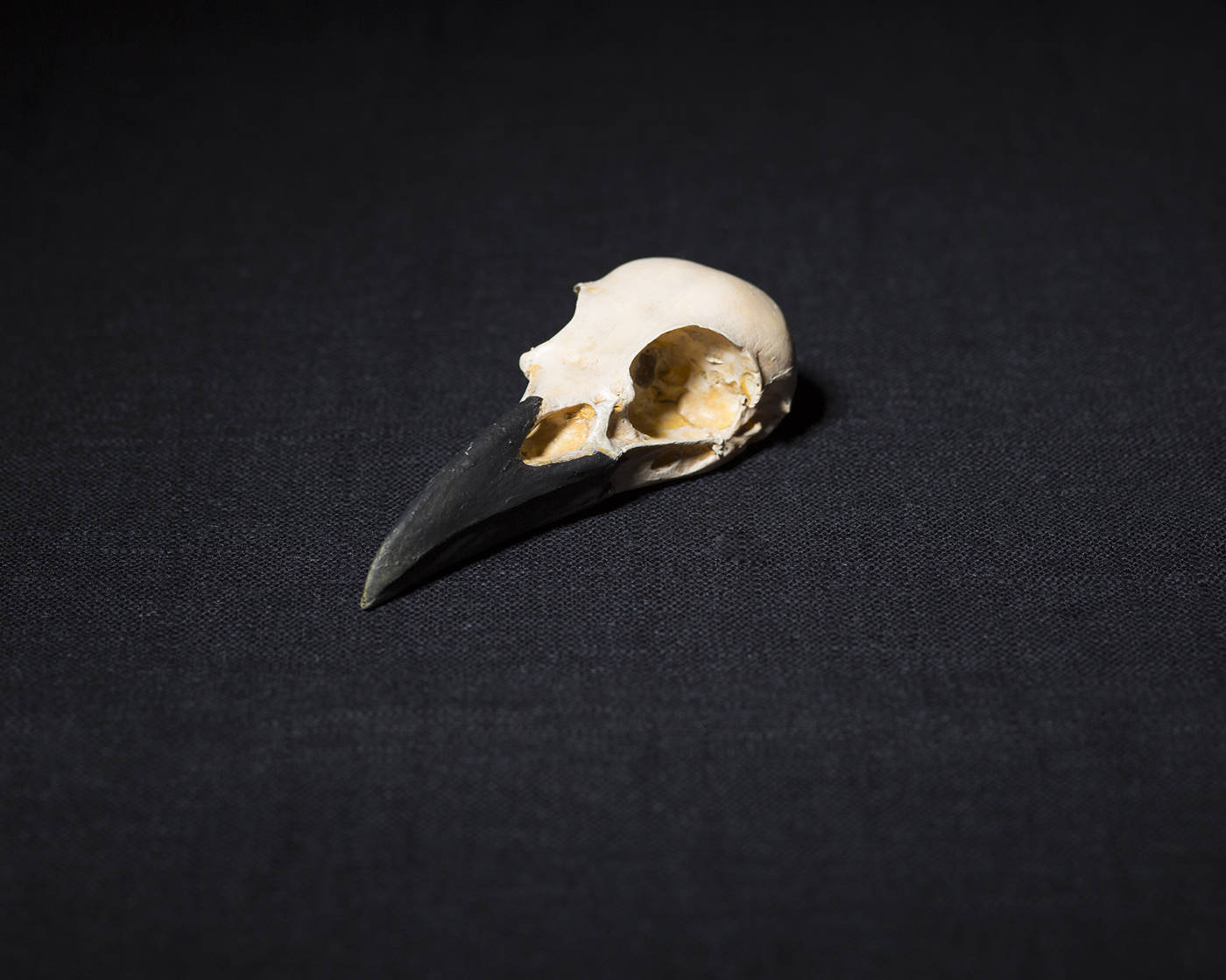 Crow Skull Replica | Etsy