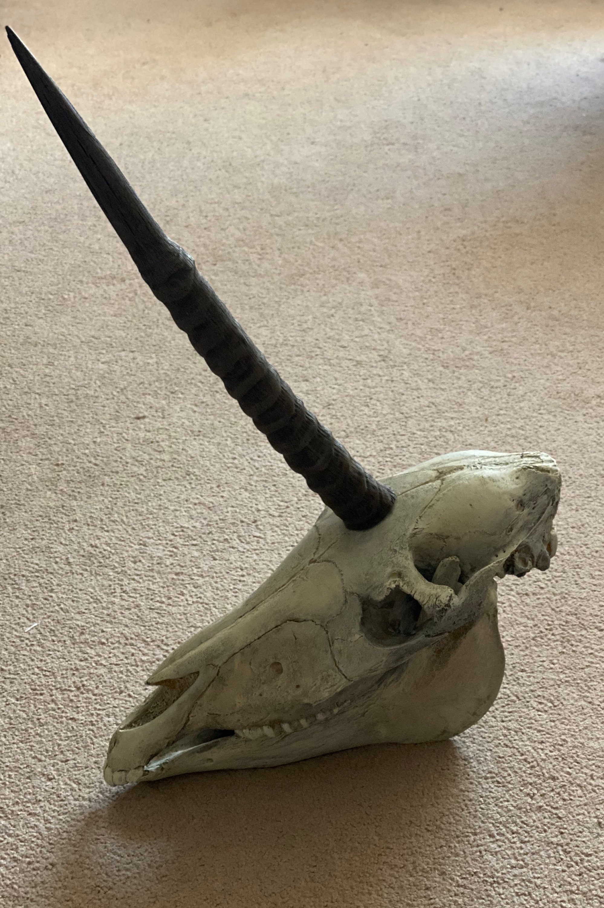 Unicorn Skull Replica. - Etsy