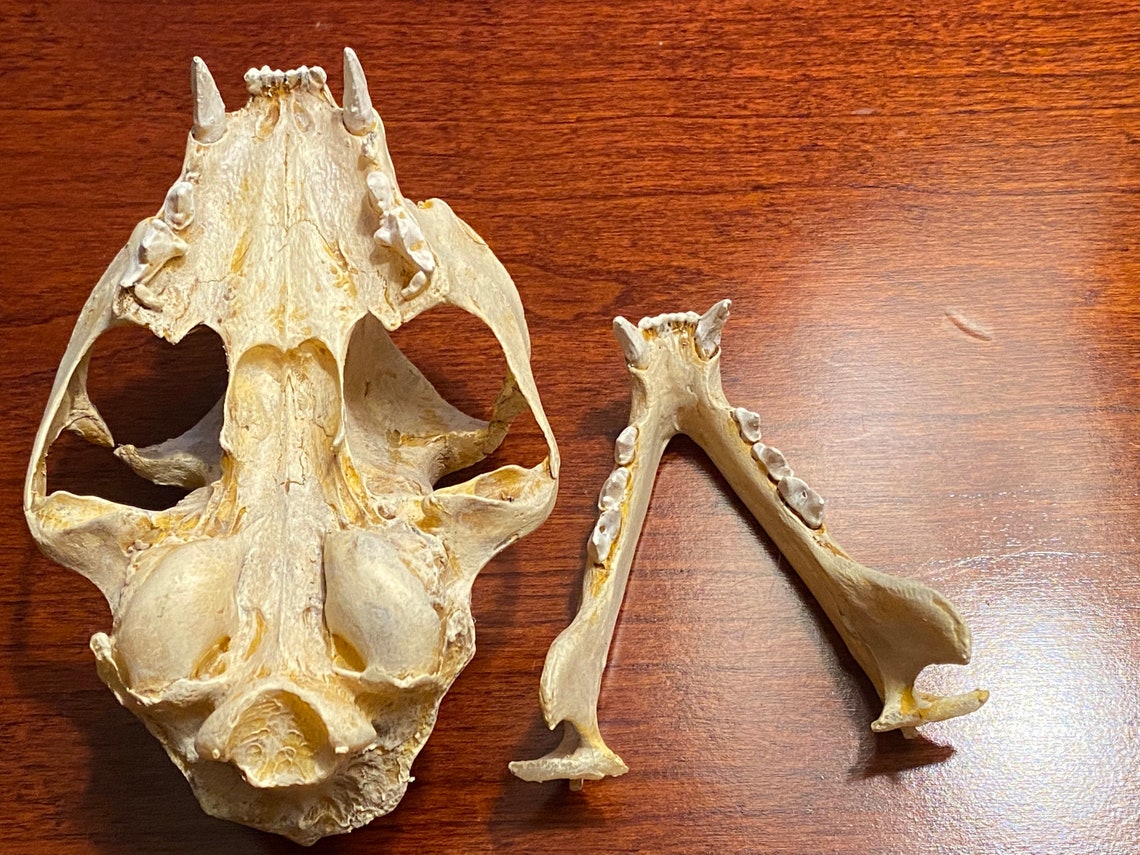 Cat Skull Replica | Etsy