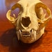 Cat Skull Replica - Etsy