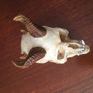 Imp Skull Replica - Etsy
