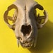 Cat Skull Replica - Etsy