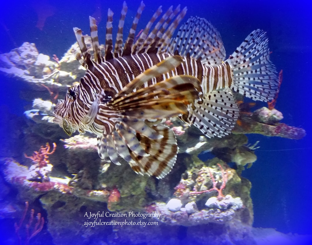 Photograph Pacific Ocean Fish Fish Photography Tropical Fish Lion Fish ...