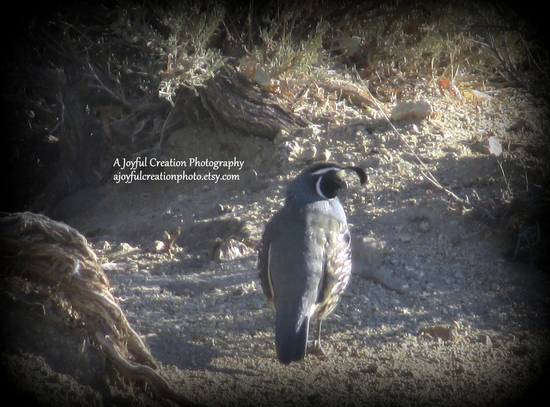 QUAIL - Nevada 5x7 Photograph - Etsy