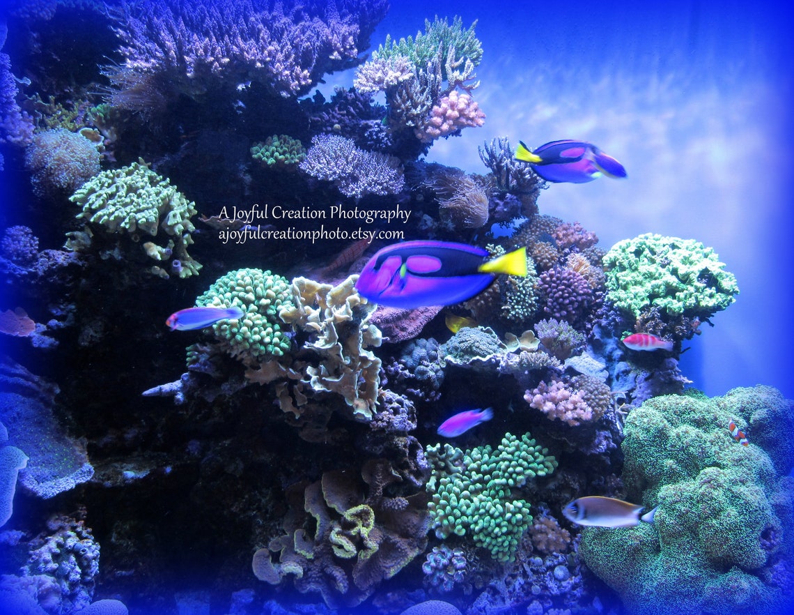 Photograph Pacific Ocean Fish Fish Photography Tropical - Etsy Norway