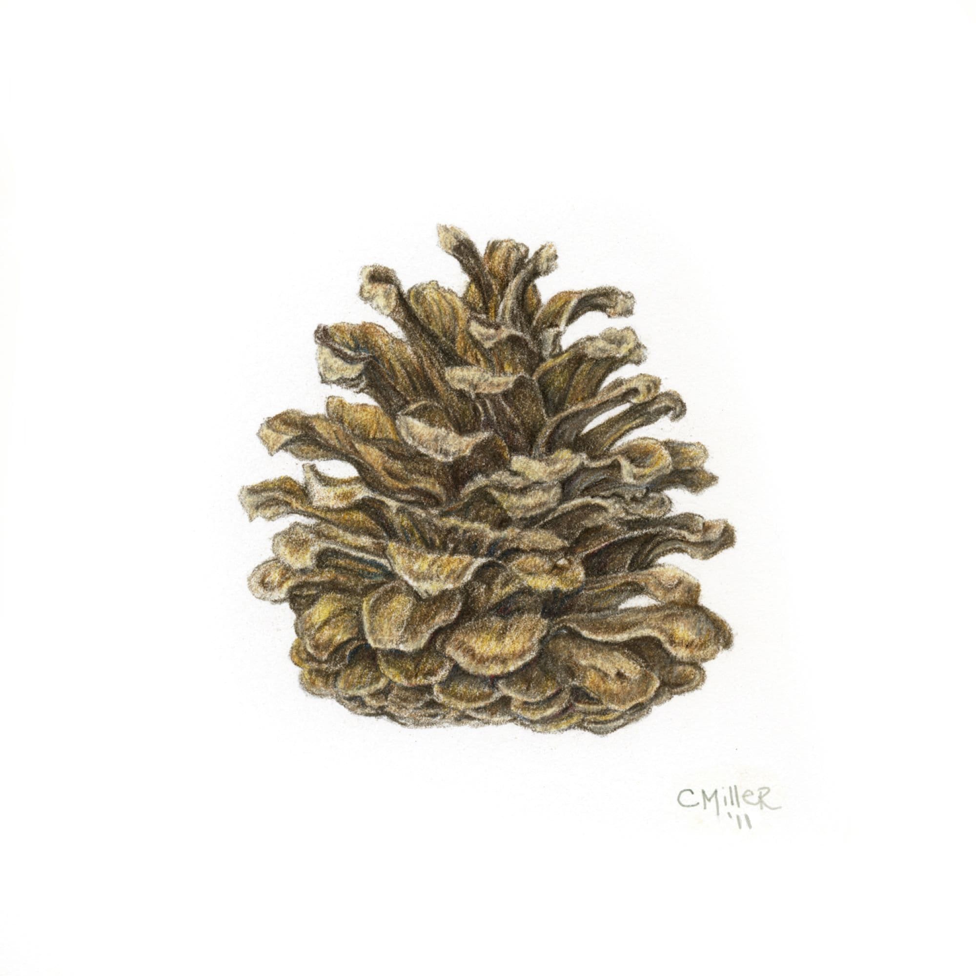 Pine Cone Note Cards, All One Design - Kraft Envelopes, 4 1/4" X 5 1/2 ...