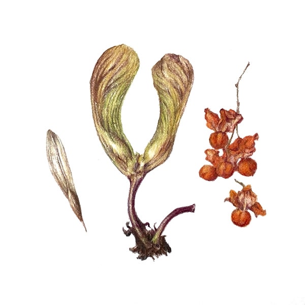 Maple Seed Drawing - Etsy