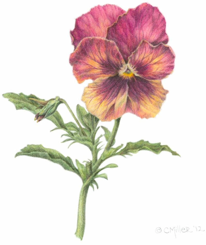Pansy Unframed Botanical Art Print Fine Art Print Home Decor-pink ...