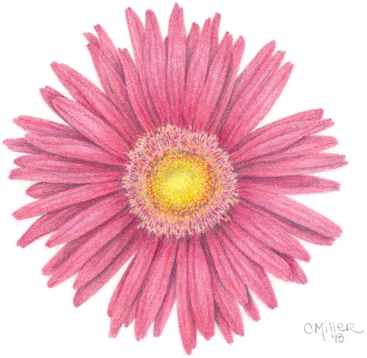 Gerbera Daisy Drawing