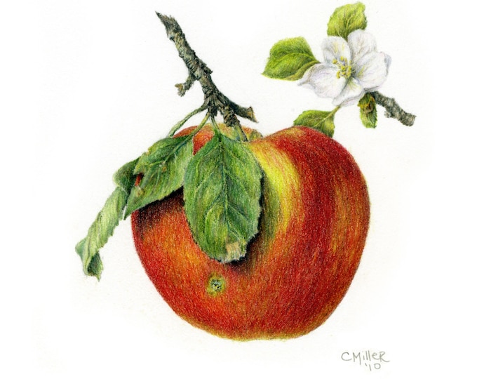 Apple With Blossom 8 X 8 Botanical Art Print - Etsy
