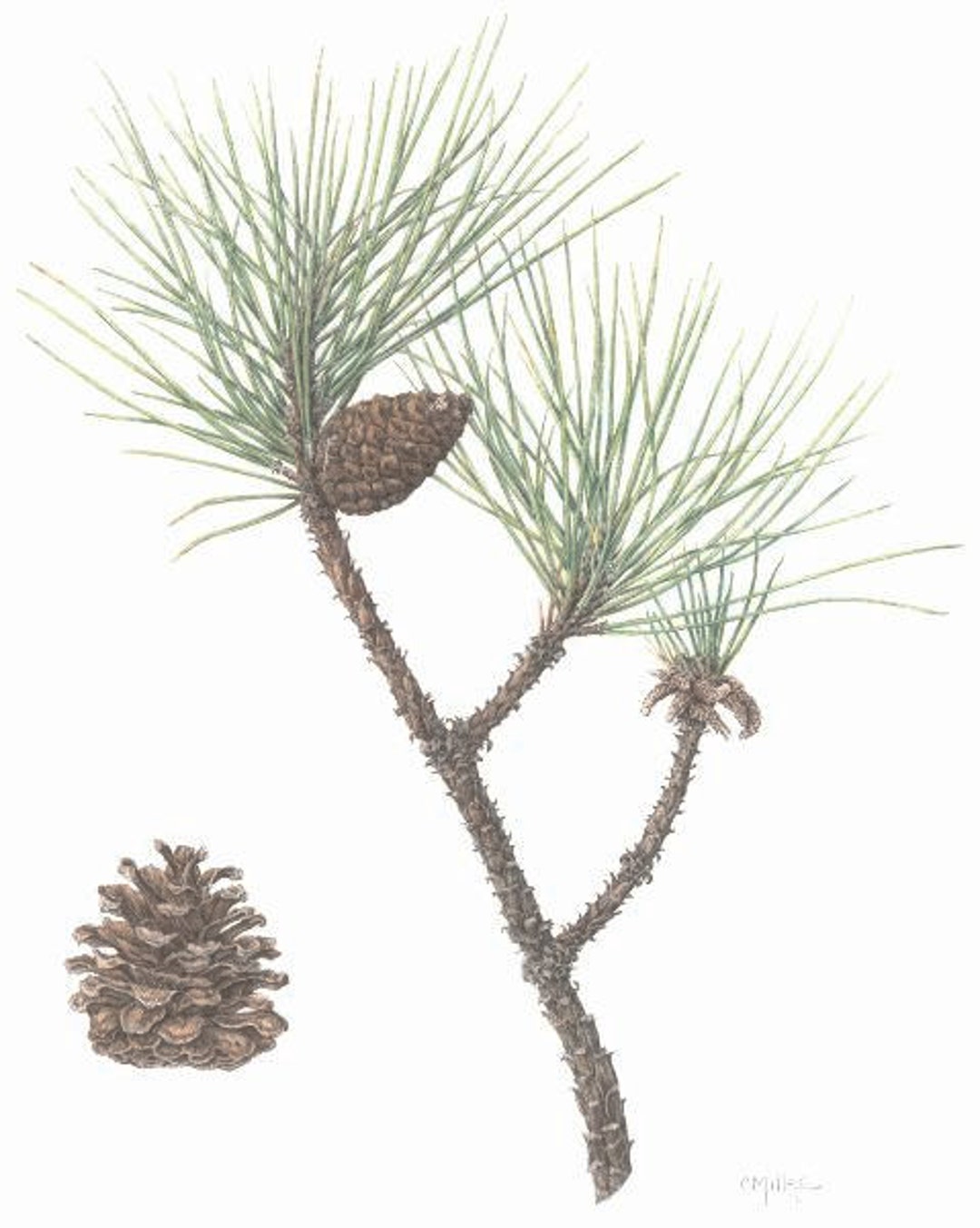 Red Pine Branch and Cone Cabin Decor 16 X 20 Pine Cone Print Pine ...