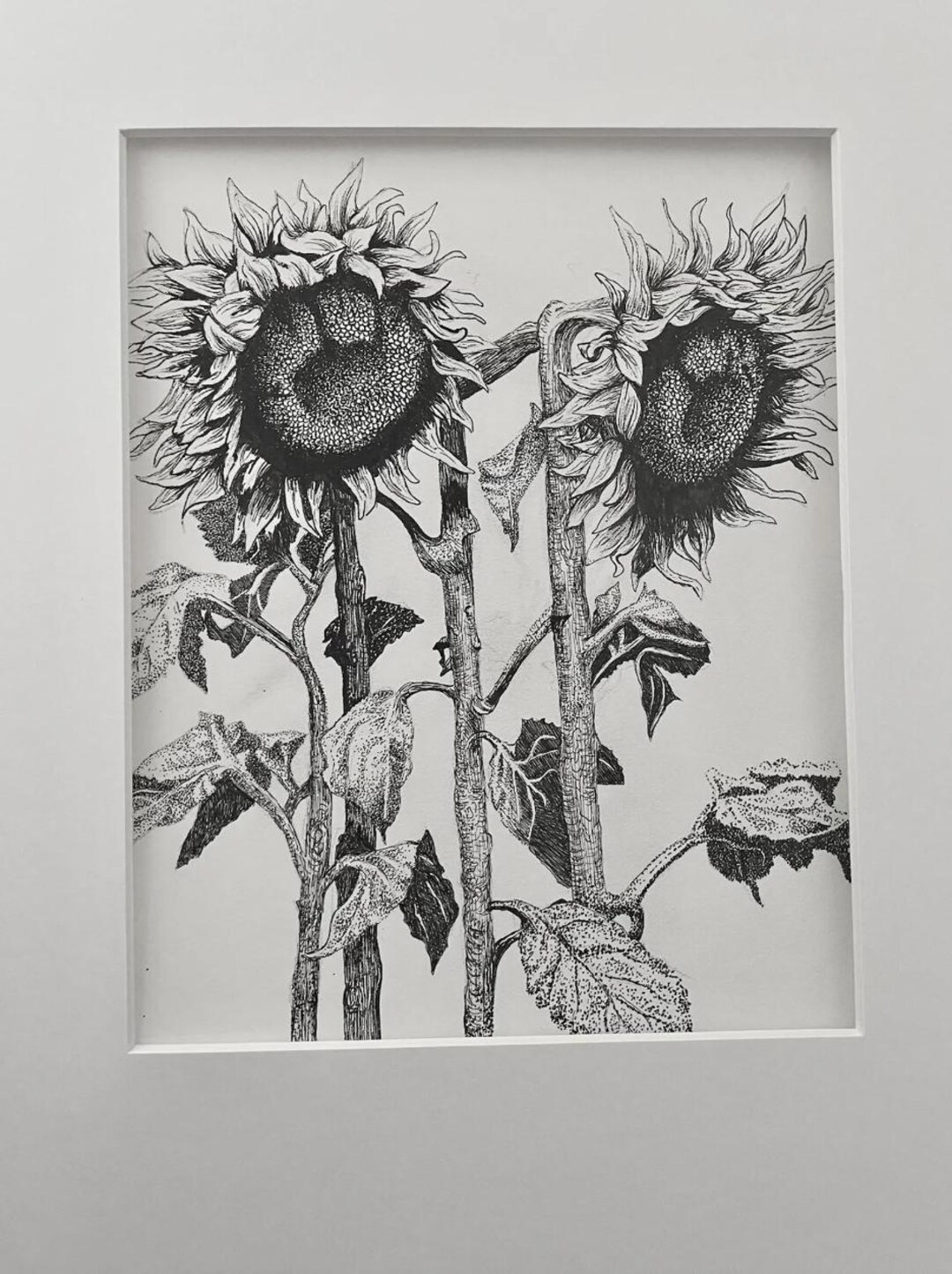 Sunflower Pen and Ink Drawing 14"x17" - Etsy
