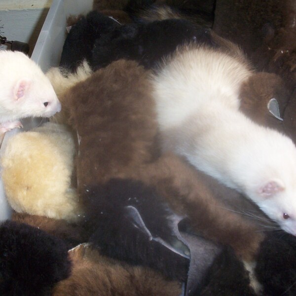 Ferret Bedding - Etsy