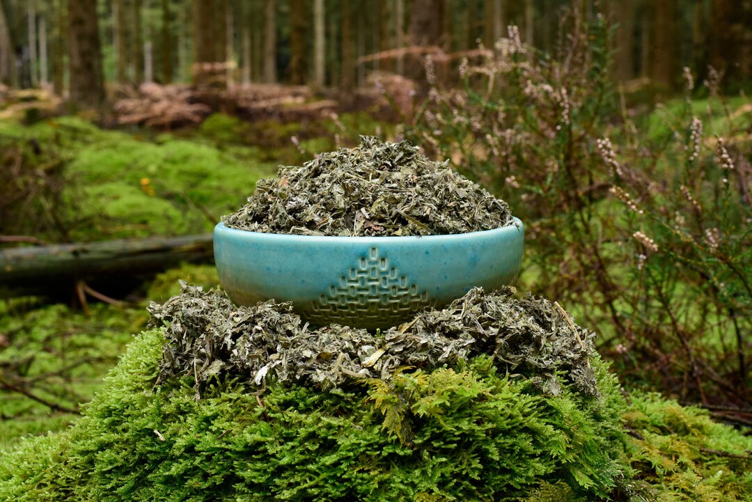 Organic Mugwort | Artemisia Vulgaris | Wild Harvested | Lunar Energy ...