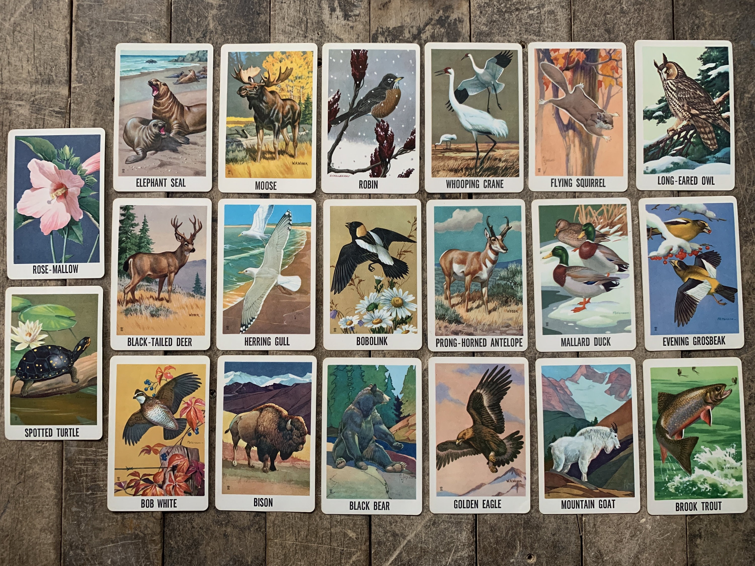 National Wildlife Federation Cards Paper Crafting Paper | Etsy