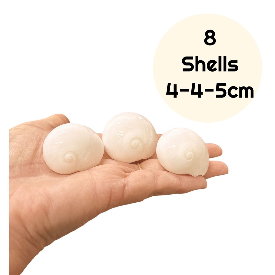 8 X Moon Shell Powisi Melanostomus Black Mouth Sea Shell 4 -4.5 Cm SH14 ...