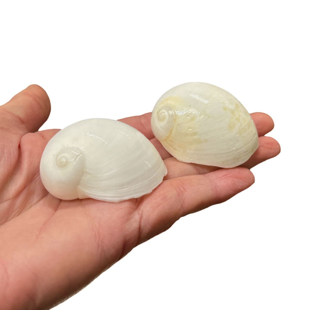 6 X Moon Shell Powisi Melanostomus Black Mouth Sea Shell 4.5 -5 Cm SH15 ...