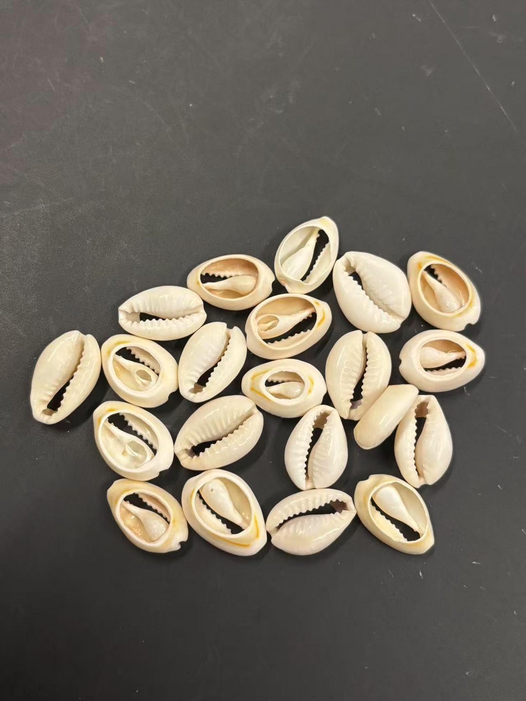 Real Cowrie Shells: Half Seashells for Beach Macrame Jewelry Sh7 ( 24 ...