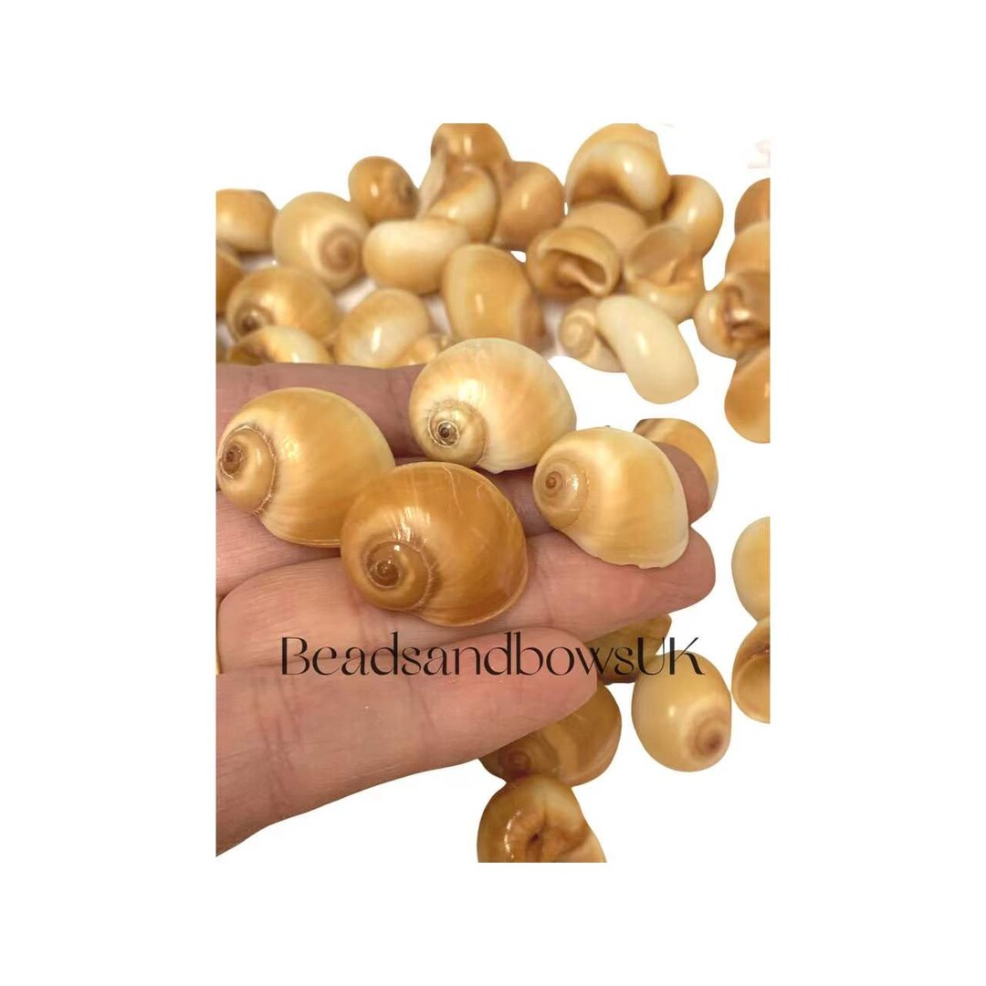 10 X Moon Shell Powisi Melanostomus Black Mouth Sea Shell 1.5 -2.5 Cm ...