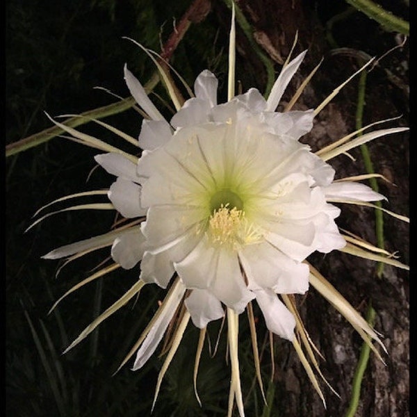 Queen of the Night Flower - Etsy