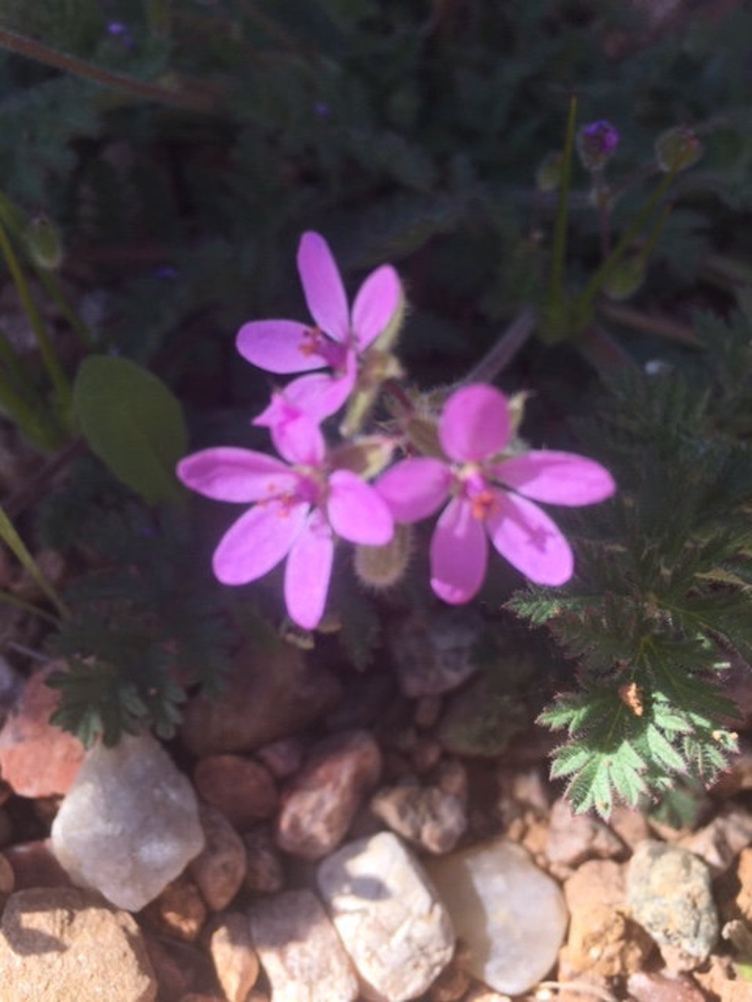 Filaree Flower Essence, Release, Connection, Emotional Balance ...