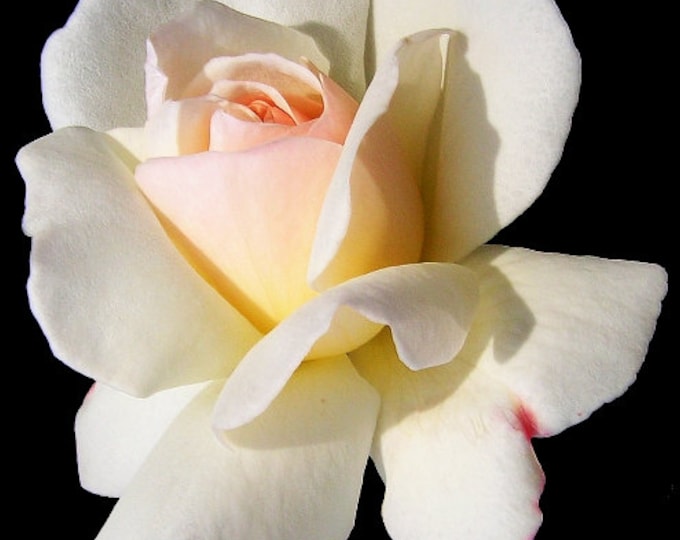 White & Red Rose Flower Essence Lunar Eclipse Full Moon - Etsy