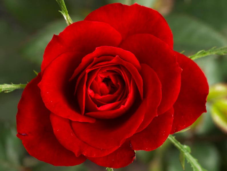 Red Rose Flower Essence Venus Direct Centering Heart | Etsy