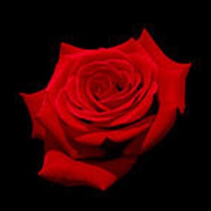 Sacred Couple Flower Essence, Manifesting Relationship, Sacral Plexus ...