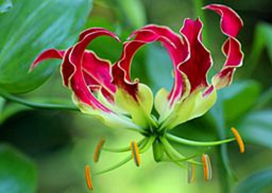 Gloriosa Lily Flower Essence, New Beginnings, Letting Go, Heart Chakra ...