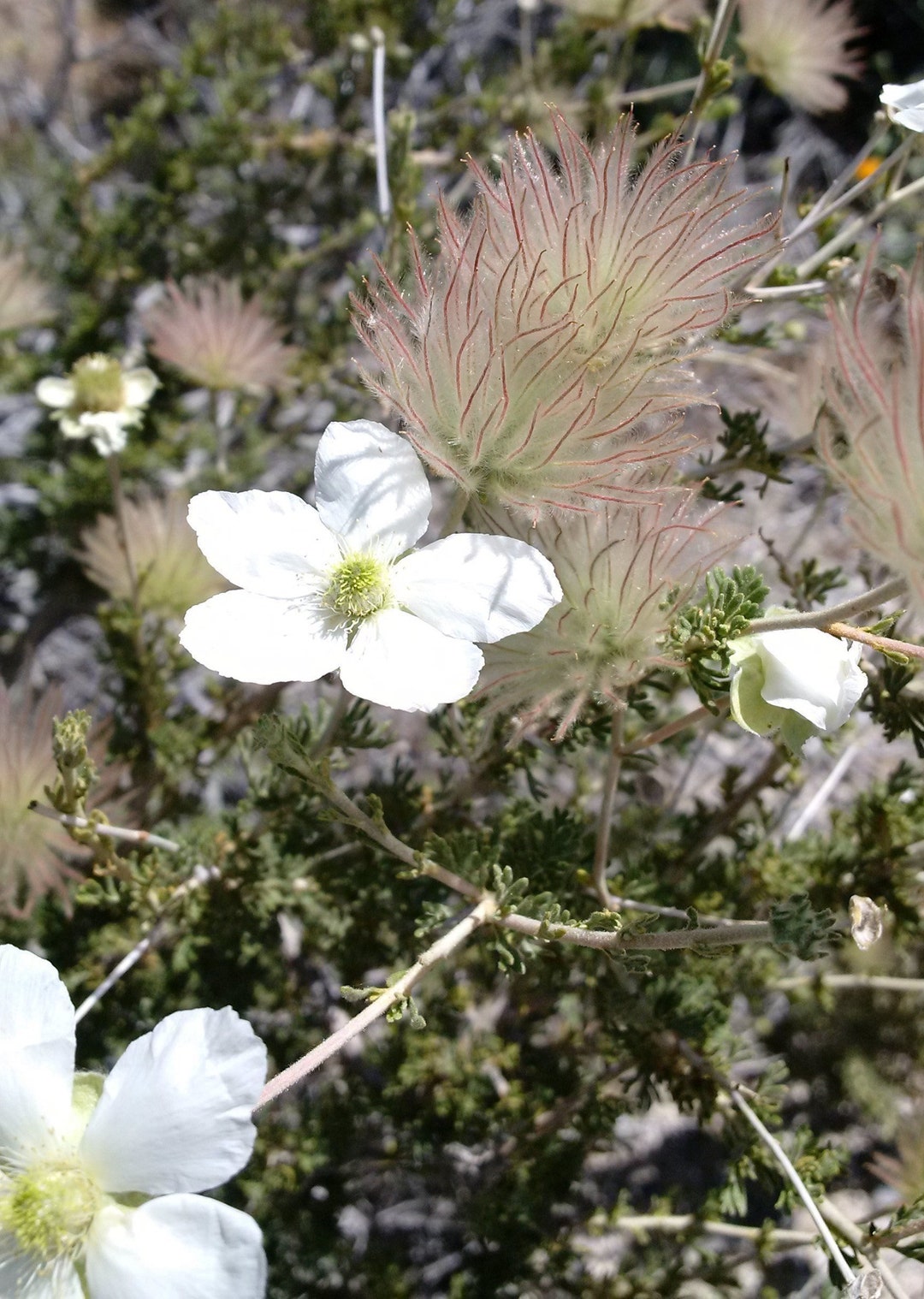 Apache Plume Flower Essence, Meditation, Inner Wisdom, Lucid Dreaming ...