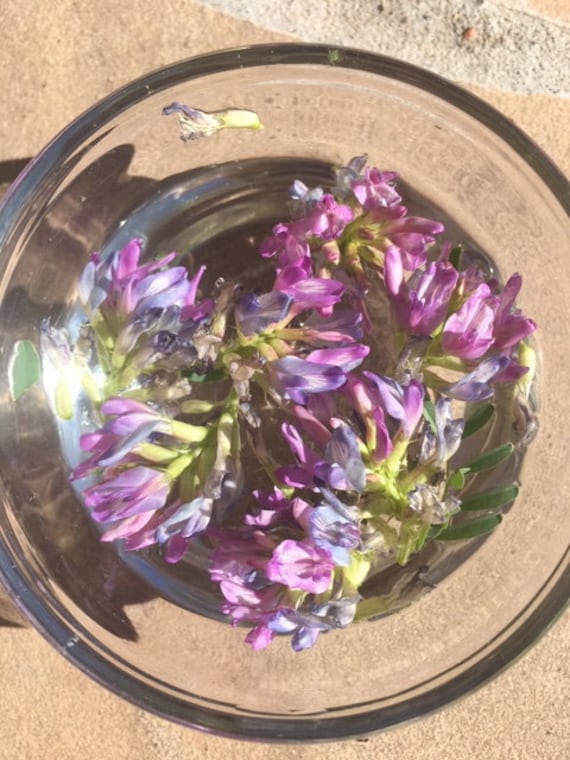 Astragalus Flower Essence Strength Spiritual Focus Peace | Etsy