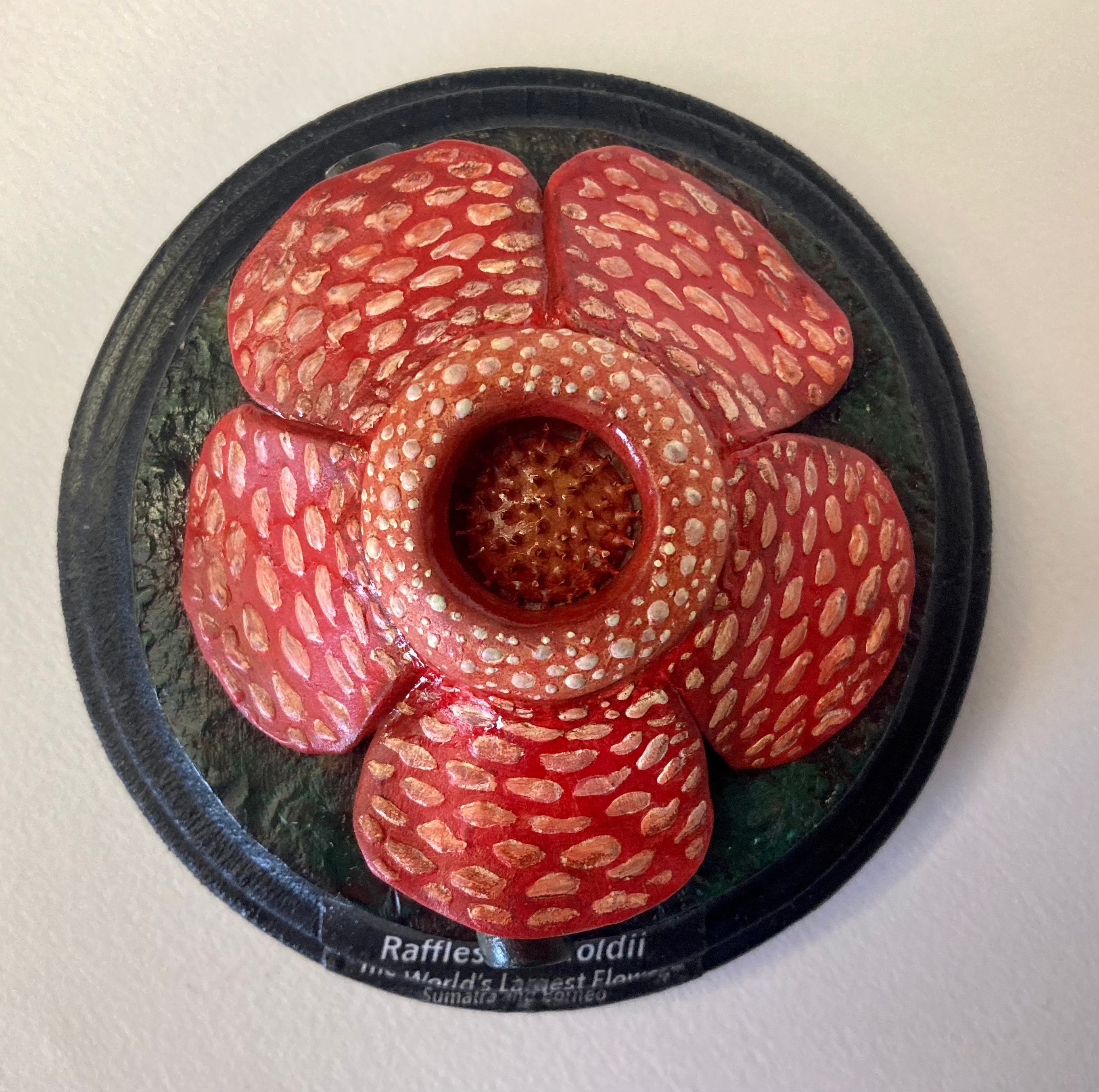 Rafflesia Arnoldii Fruit