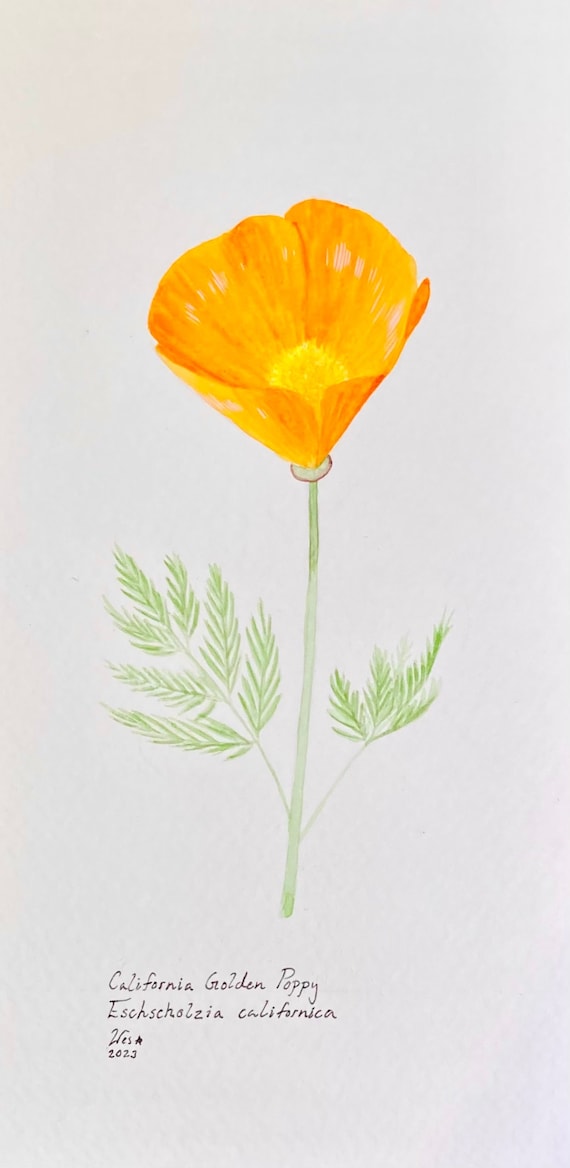 Golden Poppy Drawing Easy