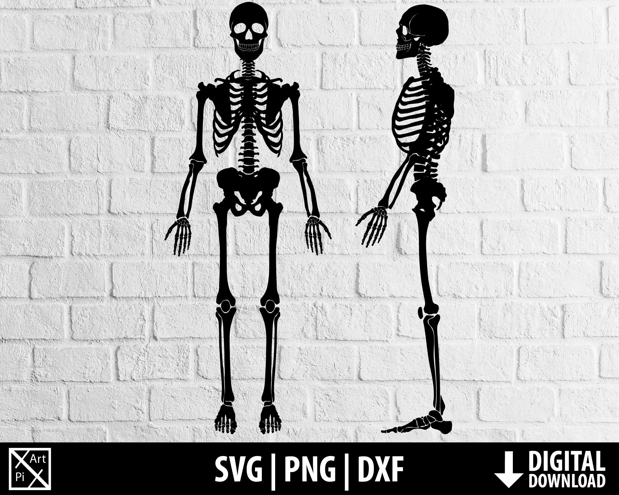 Skeleton Svg Png Dxf, Human Skeleton Svg Clipart, Halloween, Scary ...