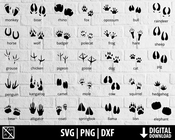 Camel Footprint Clipart Borders