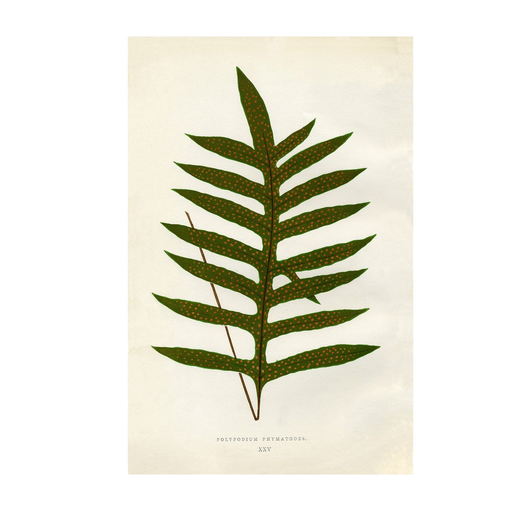 Vintage Fern Fine Art Prints - Polypodium Phymatodes Reproduction of ...