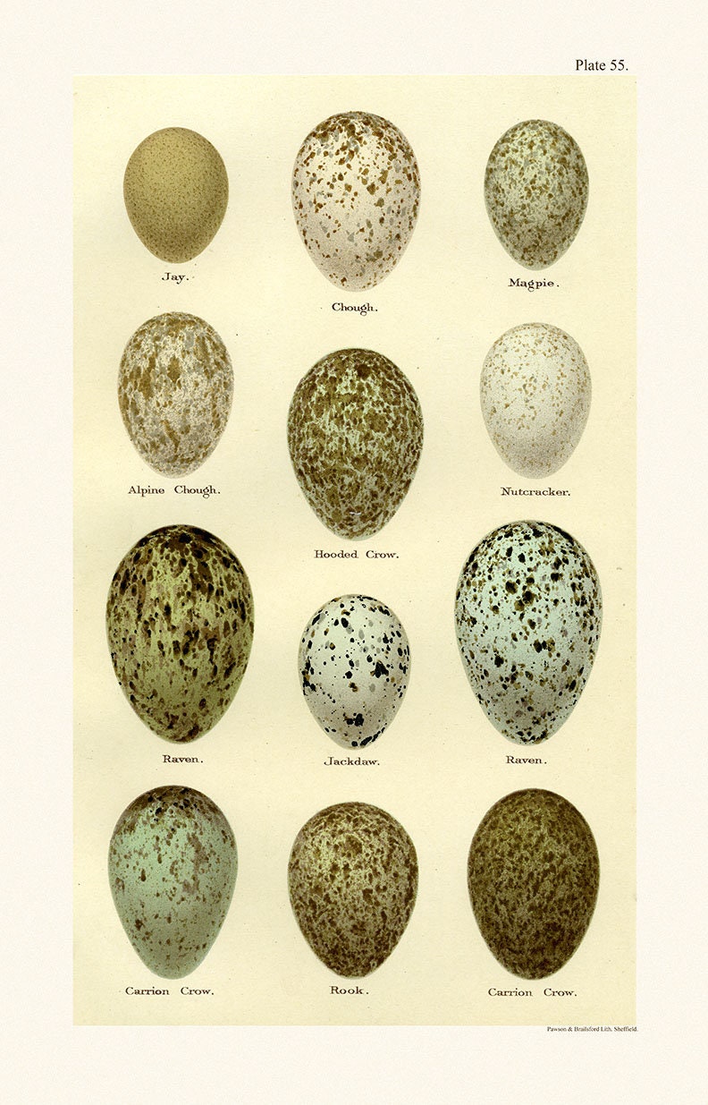 Identifying Bird Eggs Chart