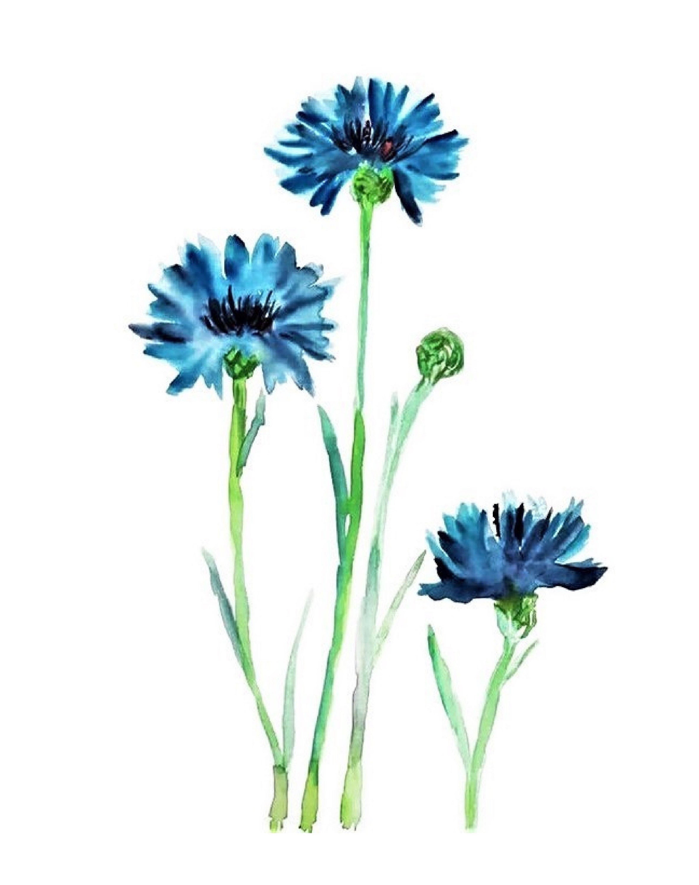 Cornflower Painting Printable Watercolor /blue Flowers Art - Etsy