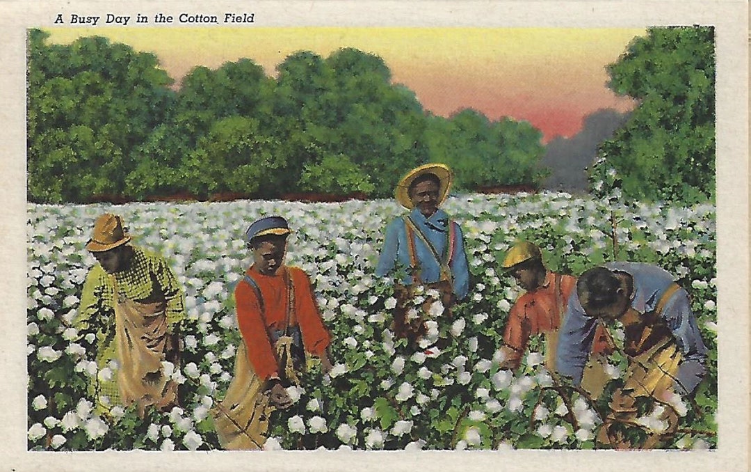 In the Cotton Fields A Busy Day Picking Giclee Print Reclaimed Postcard ...