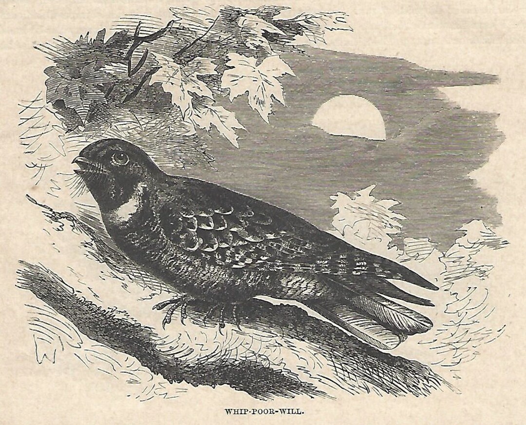 Whippoorwill Print Vintage Image Available in Several Color or Tint ...
