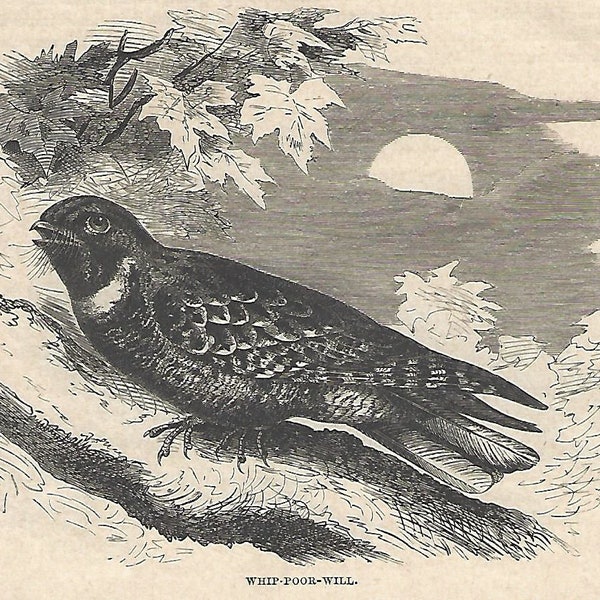 Whippoorwill - Etsy