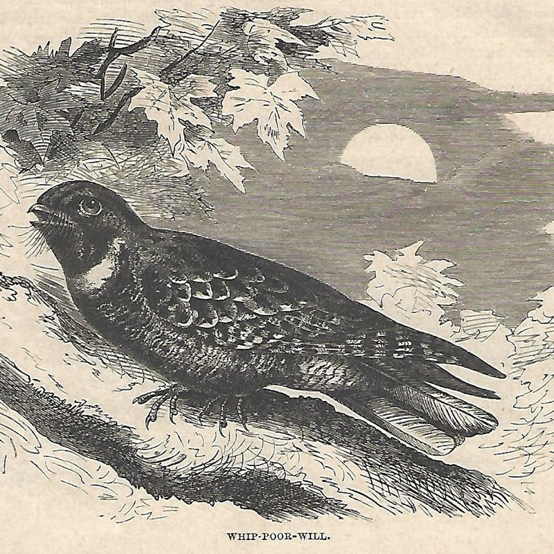Whippoorwill - Etsy