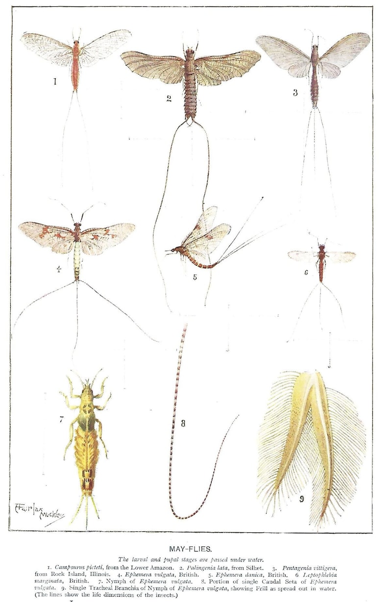 Mayfly Lifecycle Beautiful Print for Fishermen Anglers Spring Fishing ...