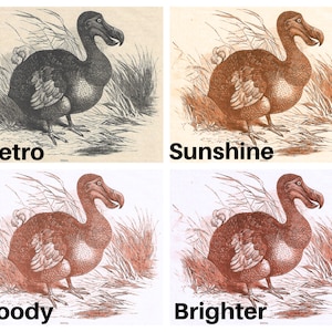 Dodo Extinct! Bird Print. for Your Aviary. Available in Several Sizes ...