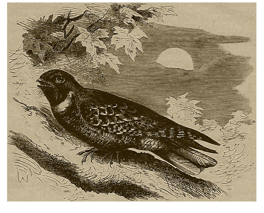 Whippoorwill Print Vintage Image Available in Several Color or Tint ...