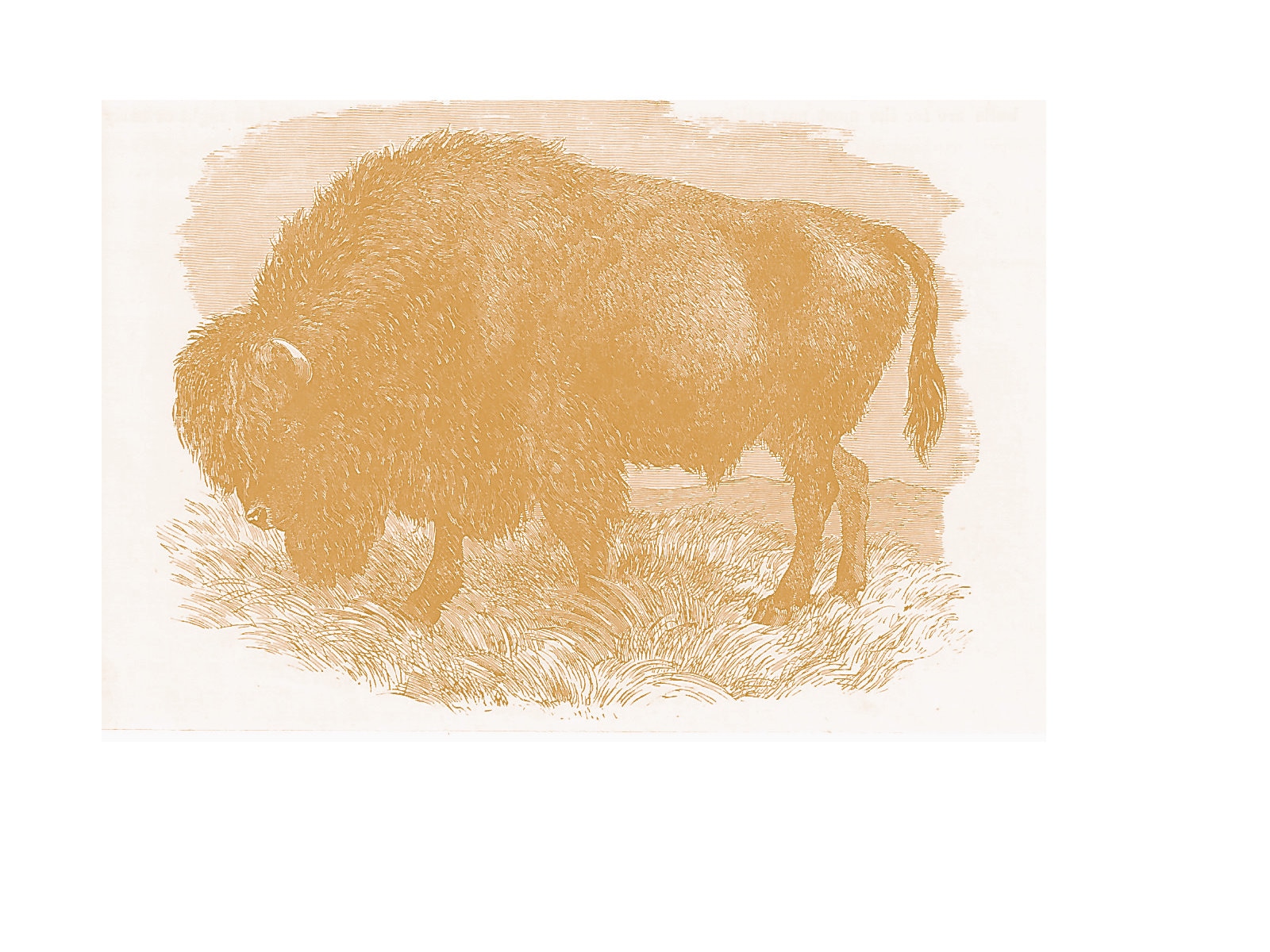 New Buffalo - Color Filters Old School Animal Image With Traditional ...