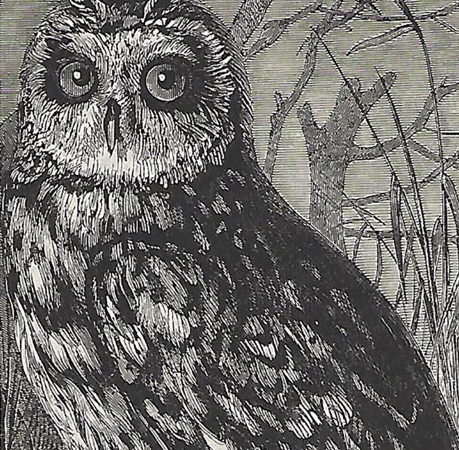 Barn Owl Print Looking Out at the World. for Your Aviary. Available in ...