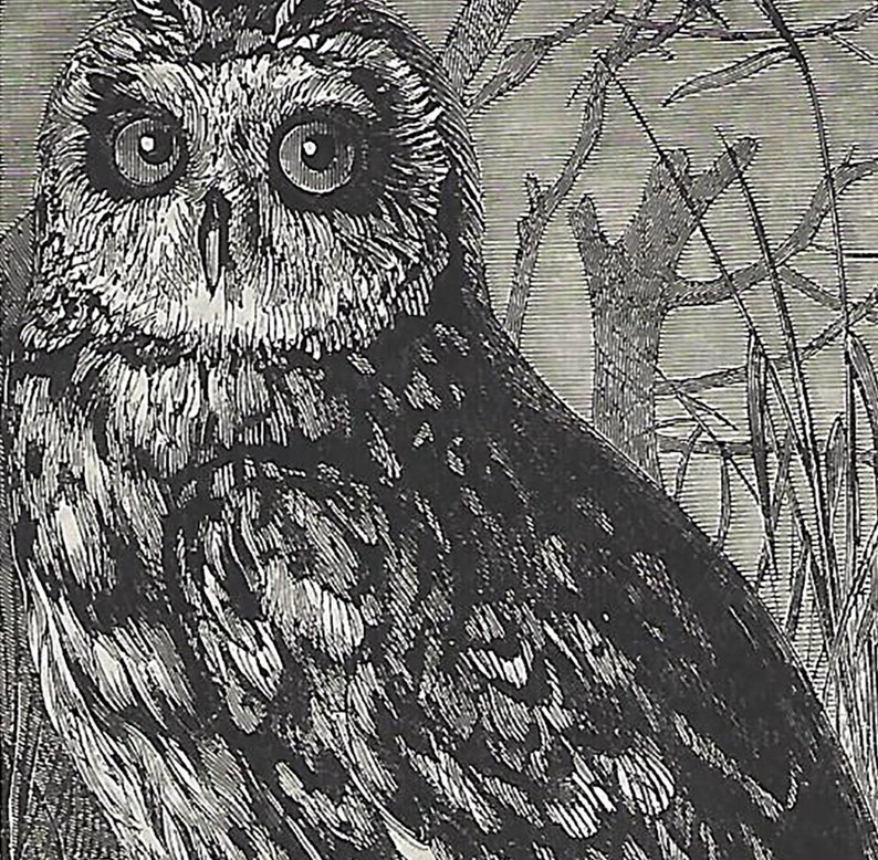 Barn Owl Print Looking Out at the World. for Your Aviary. Available in ...