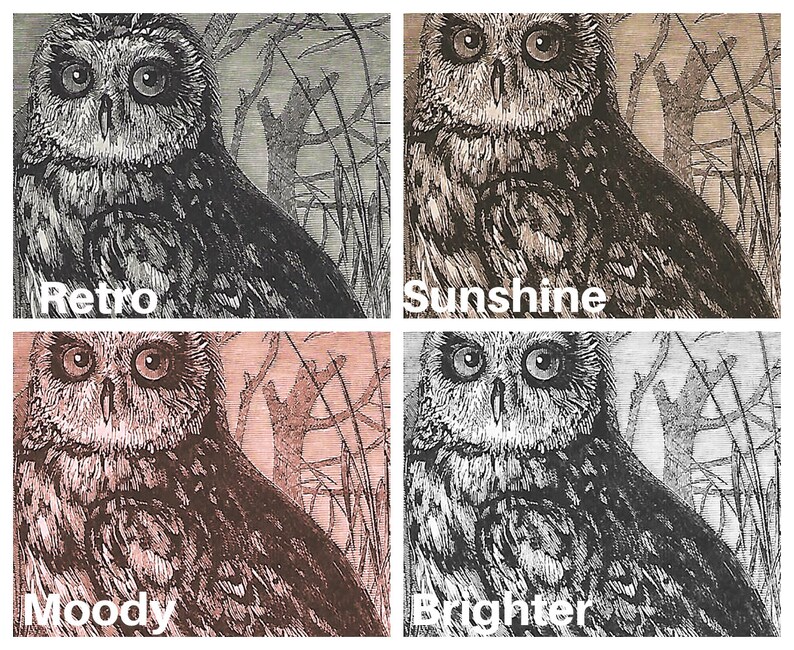 Barn Owl Print Looking Out at the World. for Your Aviary. Available in ...